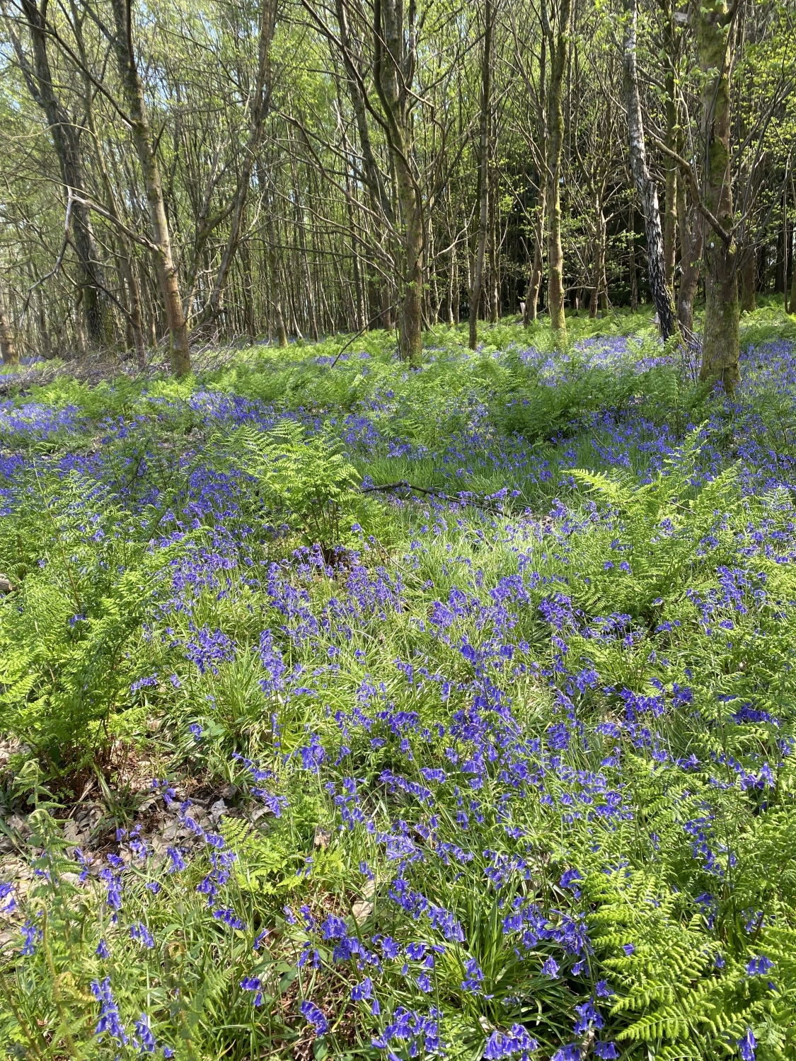 Stanley Farm, Liphook, Sussex, GU30 7LW - National Garden Scheme