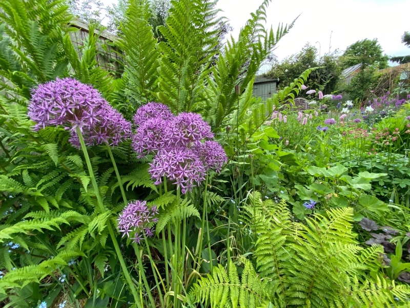 Mapperley Gardens - Nottingham | NGS Gardens